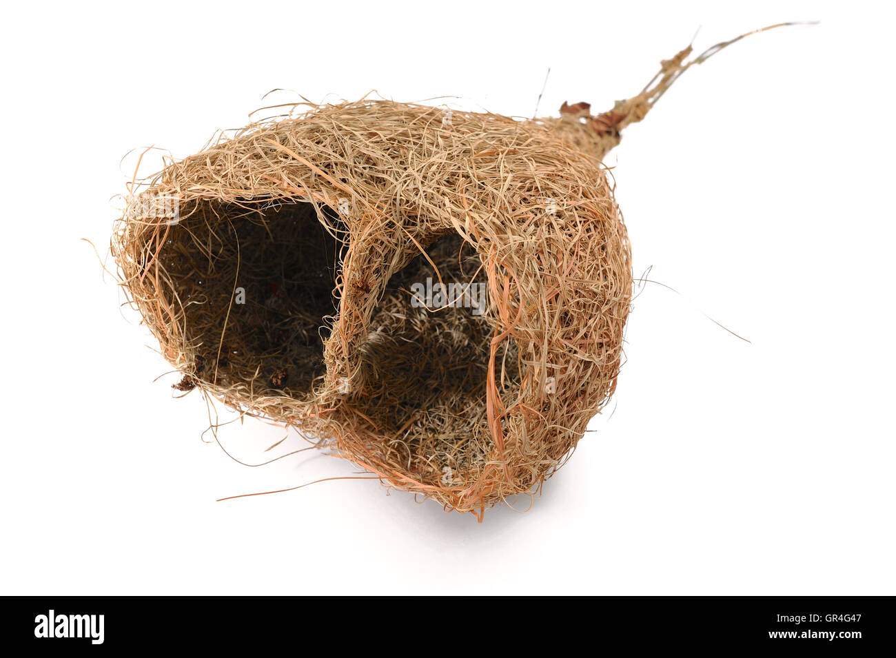 Structure of nest Cut Out Stock Images & Pictures - Alamy