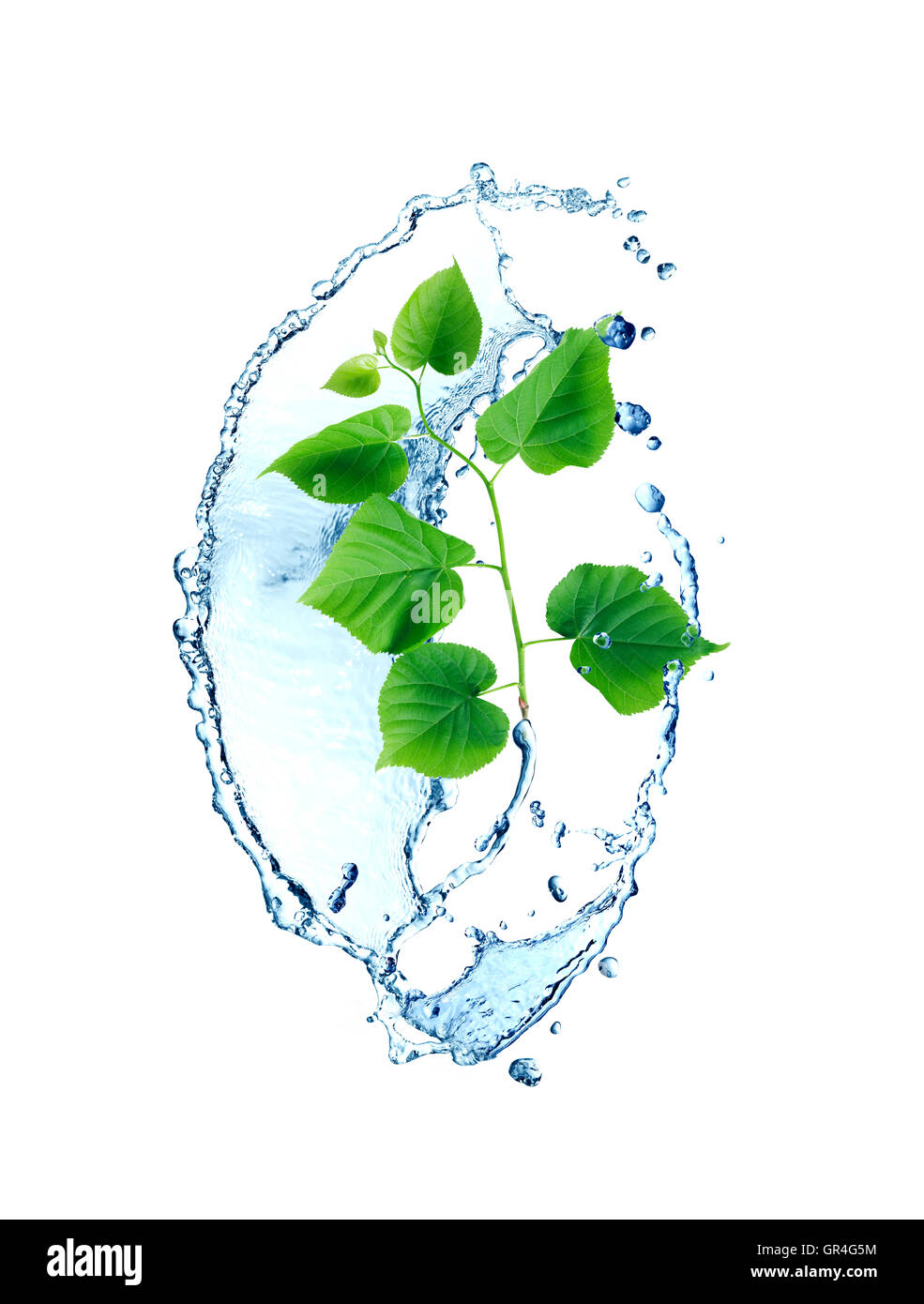 Leaves In Water Stock Photo - Alamy