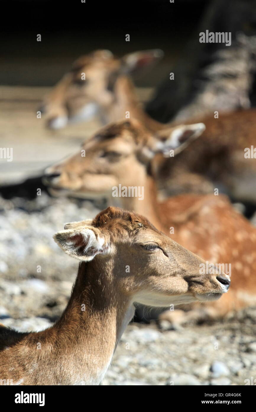 Fallow deer fawn lying hi-res stock photography and images - Alamy