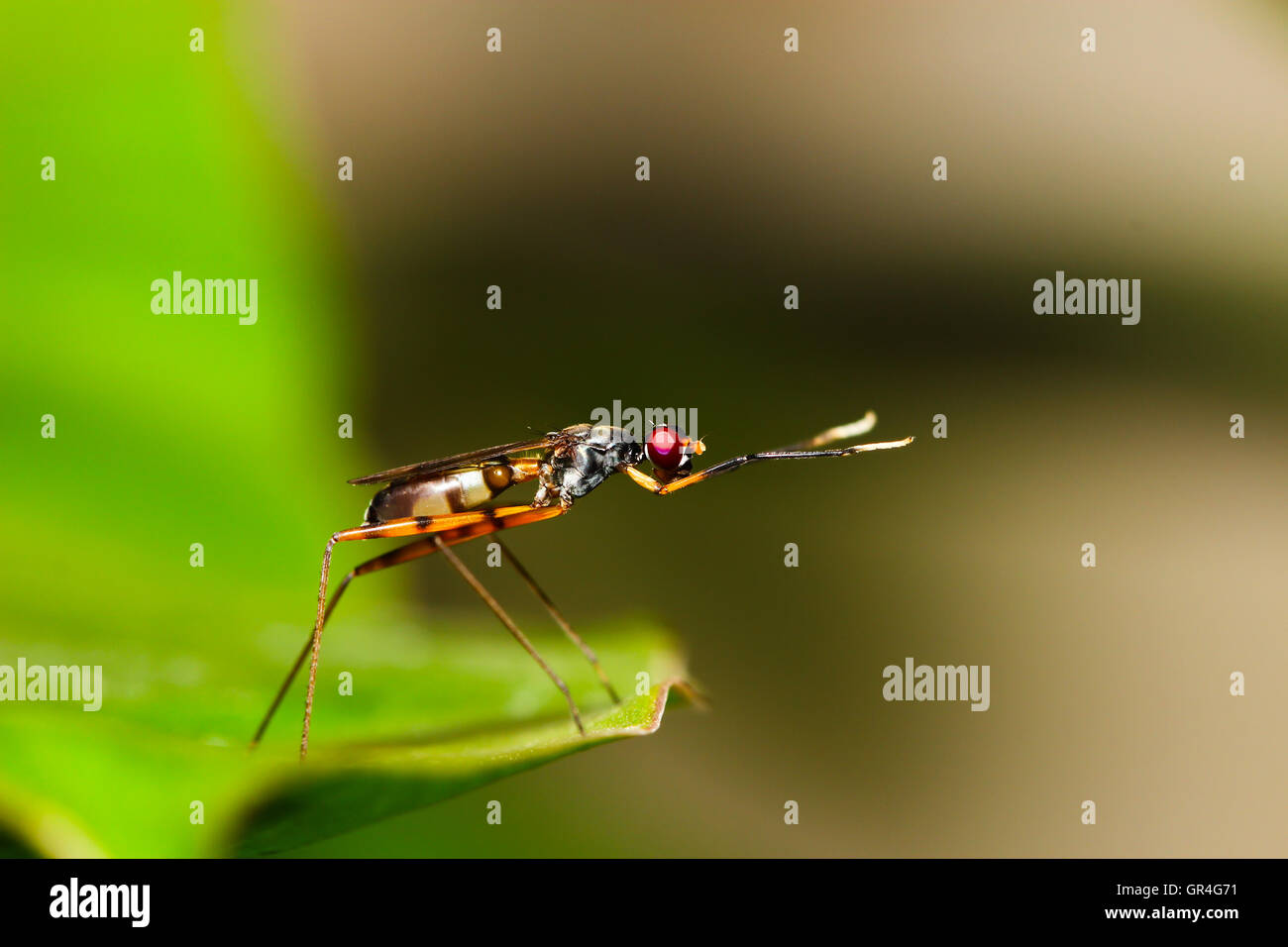 Stilt legged fly Stock Photo - Alamy