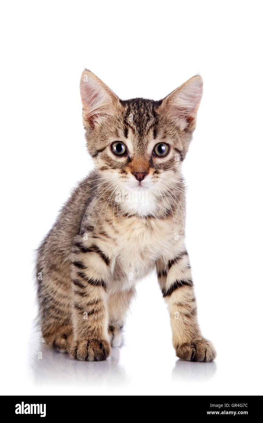 Cheerful young tabby cat hi-res stock photography and images - Alamy