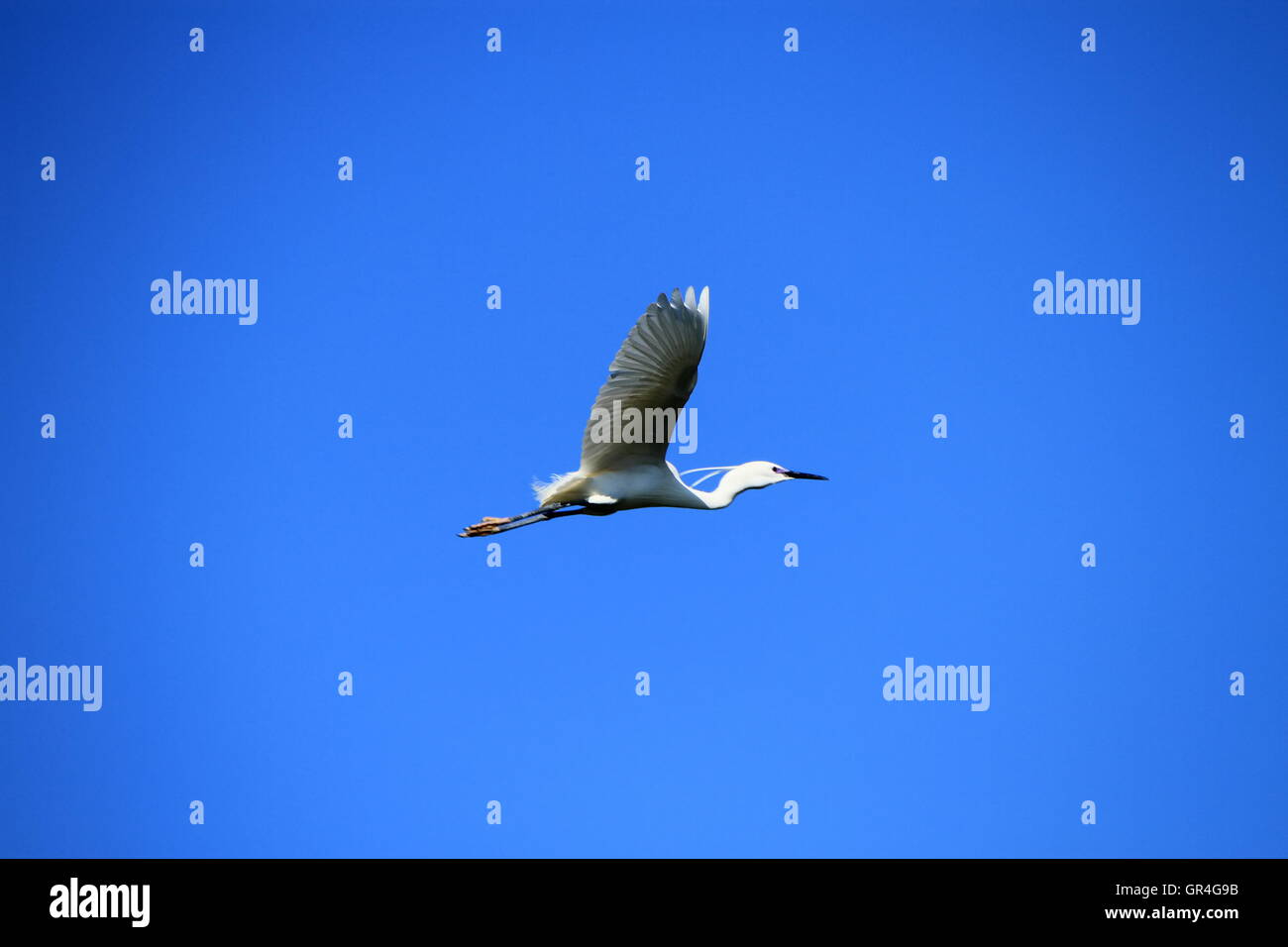 Egret bird flying Stock Photo - Alamy