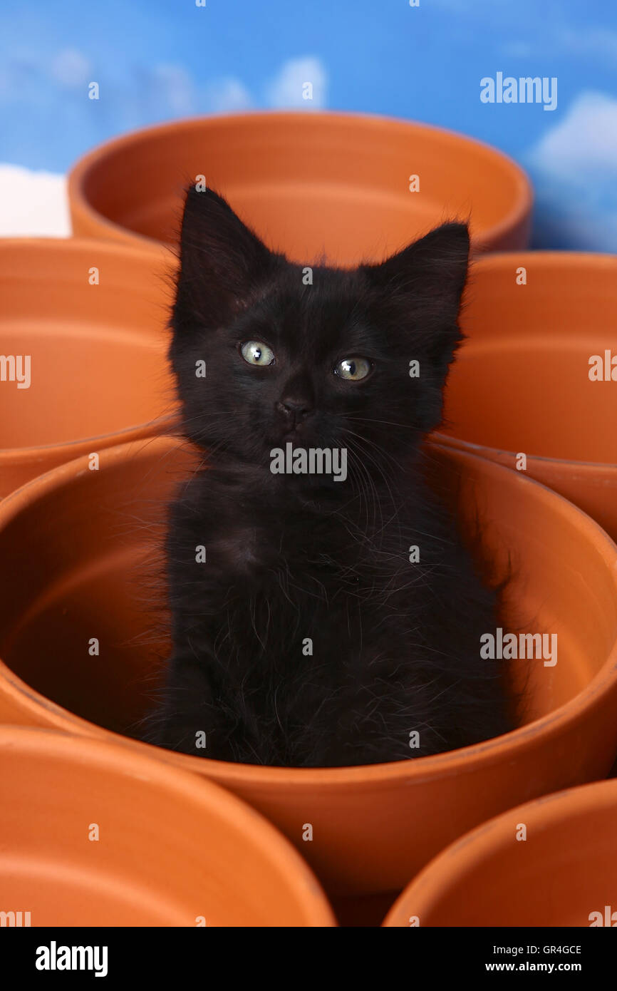 Sleepy Cute Kitten Inside a Clay Pot Stock Photo - Alamy