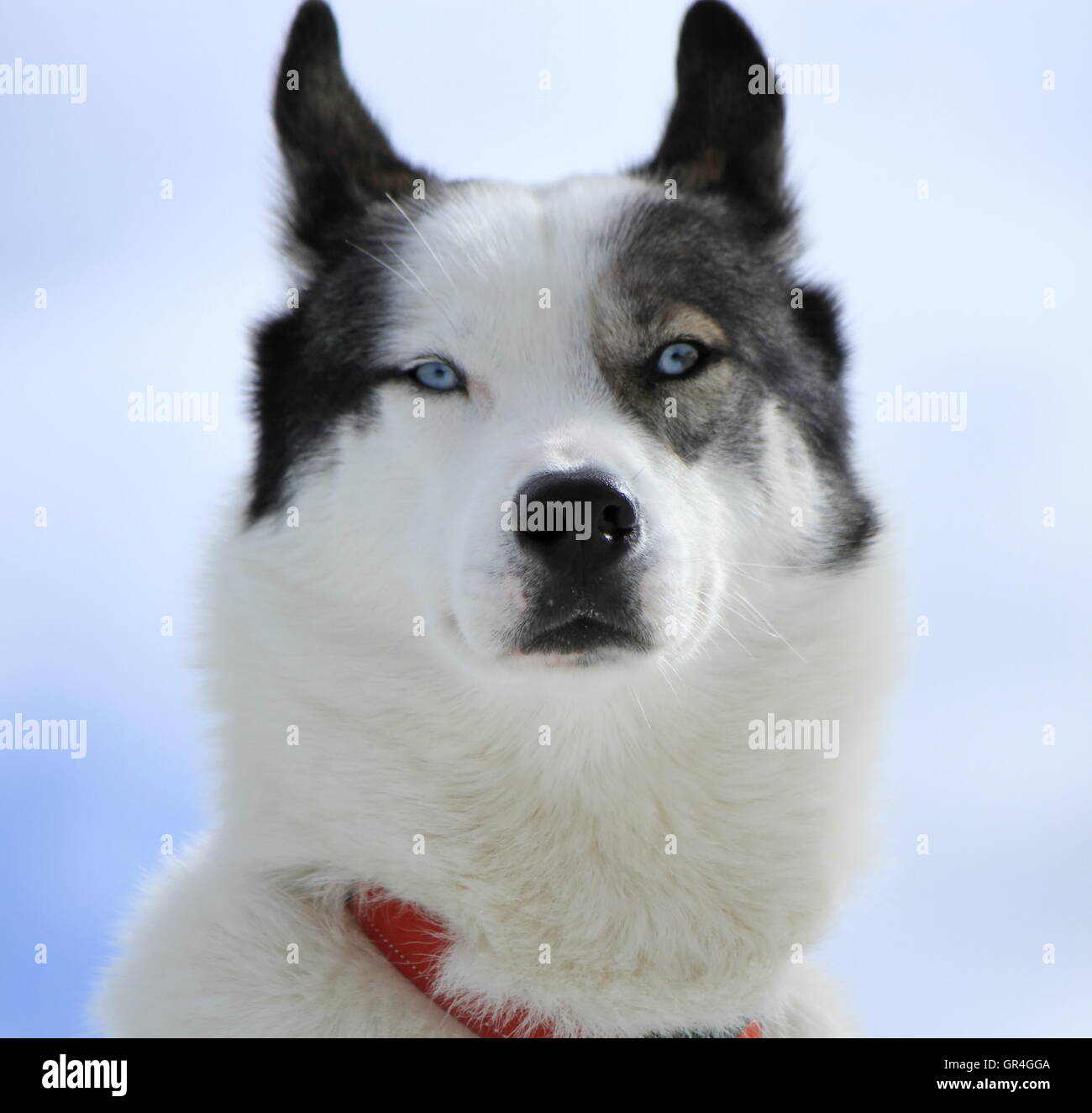 Husky dog portrait Stock Photo - Alamy