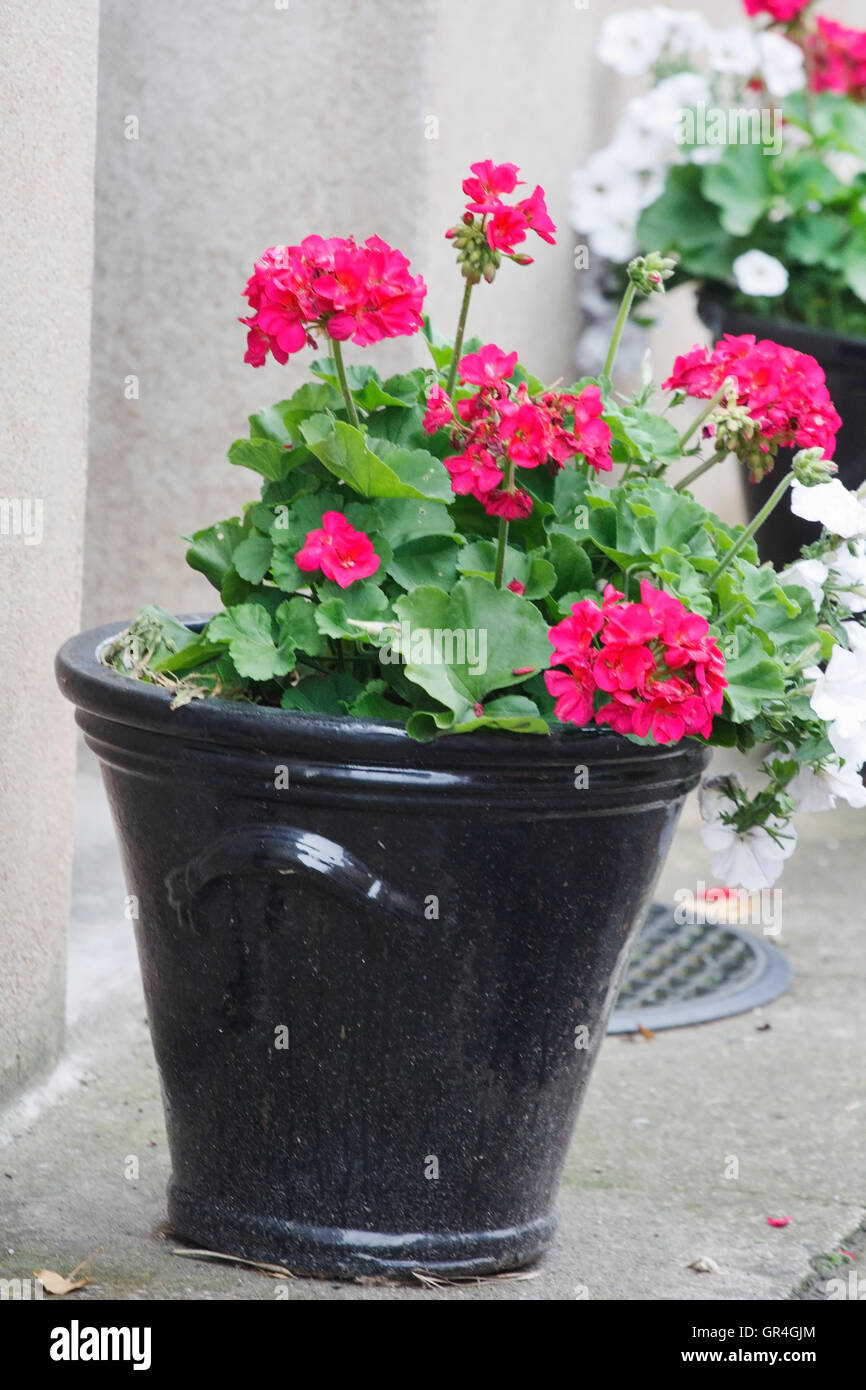 Tuscan terracotta pots hi-res stock photography and images - Alamy