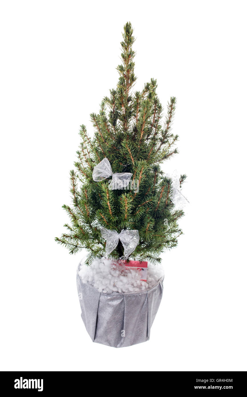 Small shrub or tree Cut Out Stock Images & Pictures - Alamy