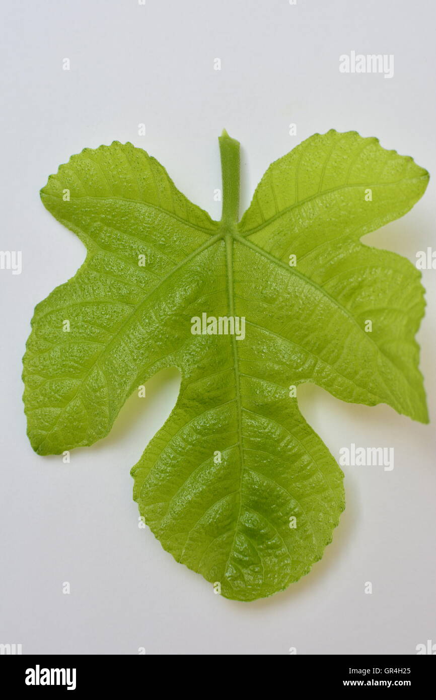 Fig leaf isolated. A fig leaf to cover up rather than black stripes ...