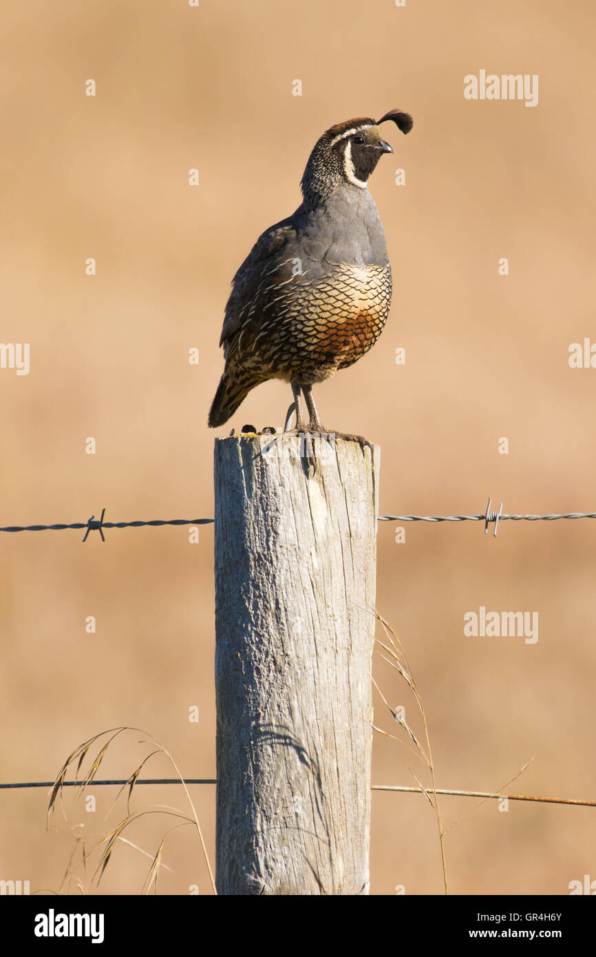 California quail (male), a small ground-dwelling bird with a curving ...