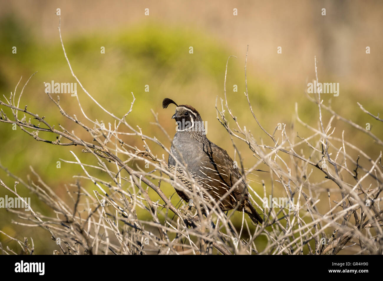 California quail (male), a small ground-dwelling bird with a curving ...