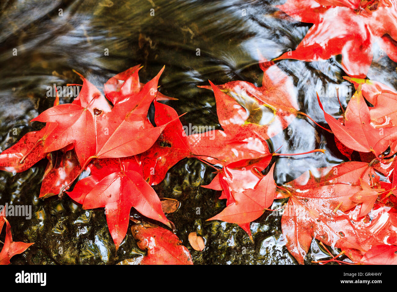 Red maple leaf during fall Stock Photo - Alamy