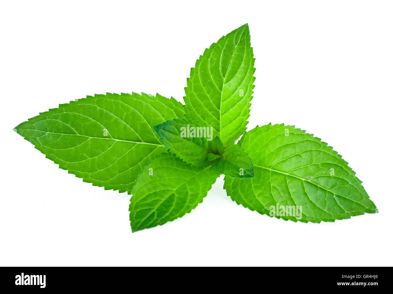Fresh green mint isolated on white Stock Photo - Alamy