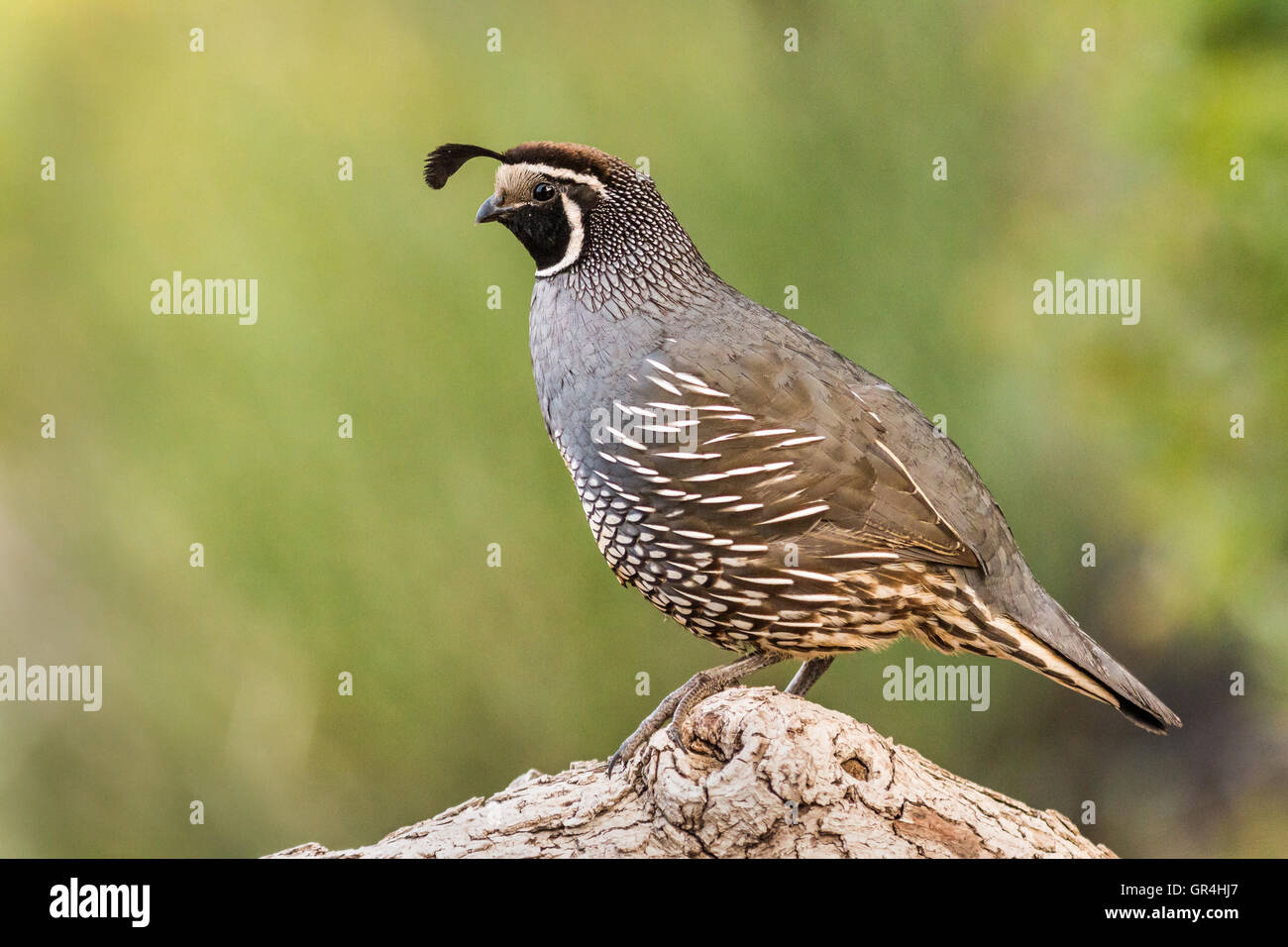 California quail (male), a small ground-dwelling bird with a curving ...
