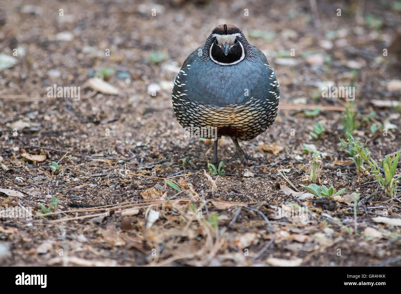Environment animals small trees small birds hi-res stock photography ...