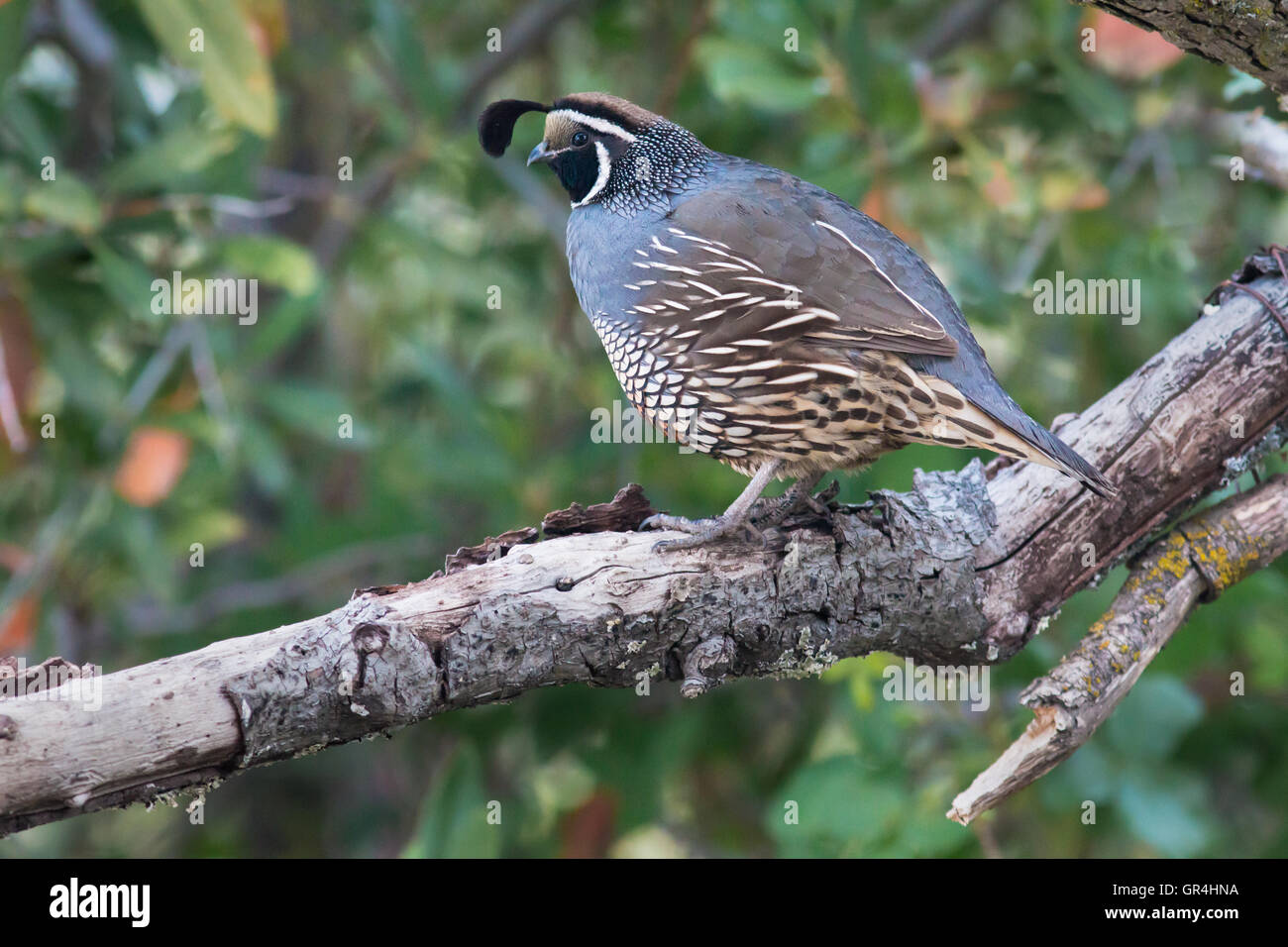 California quail (male), a small ground-dwelling bird with a curving ...