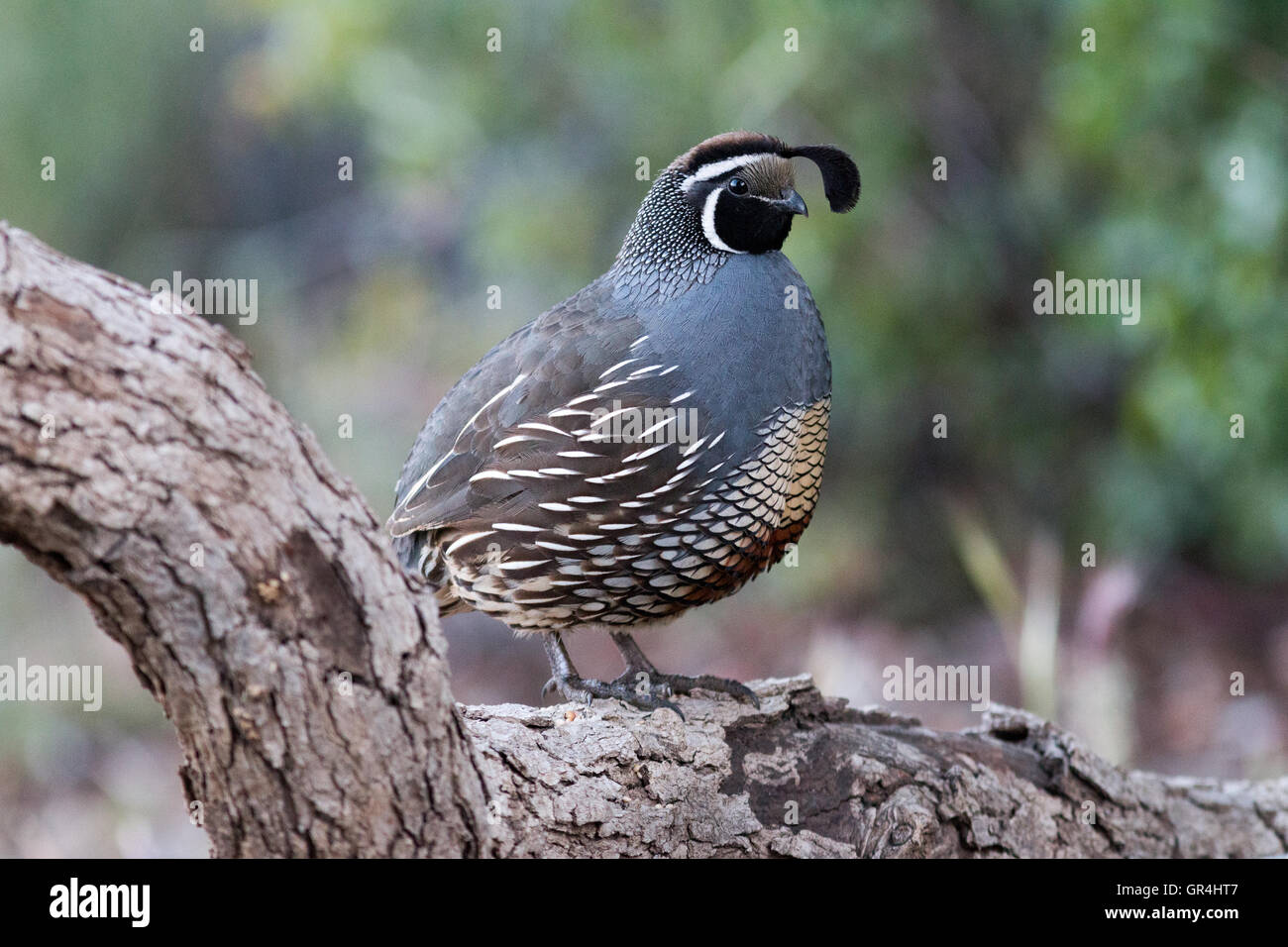 Environment animals small trees small birds hi-res stock photography ...