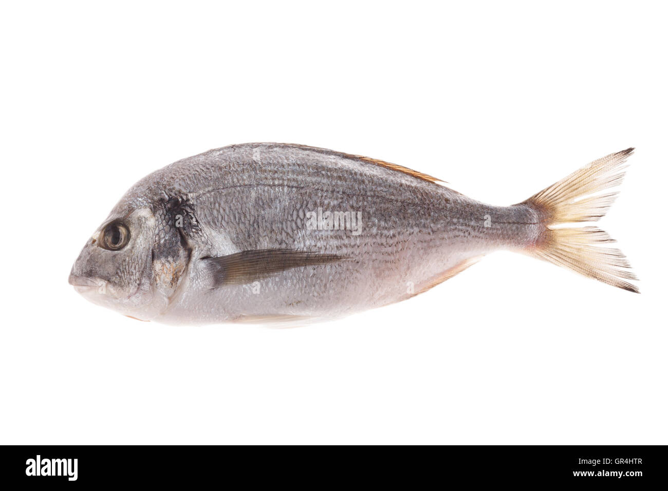 Dorado fish isolated on white background Stock Photo - Alamy