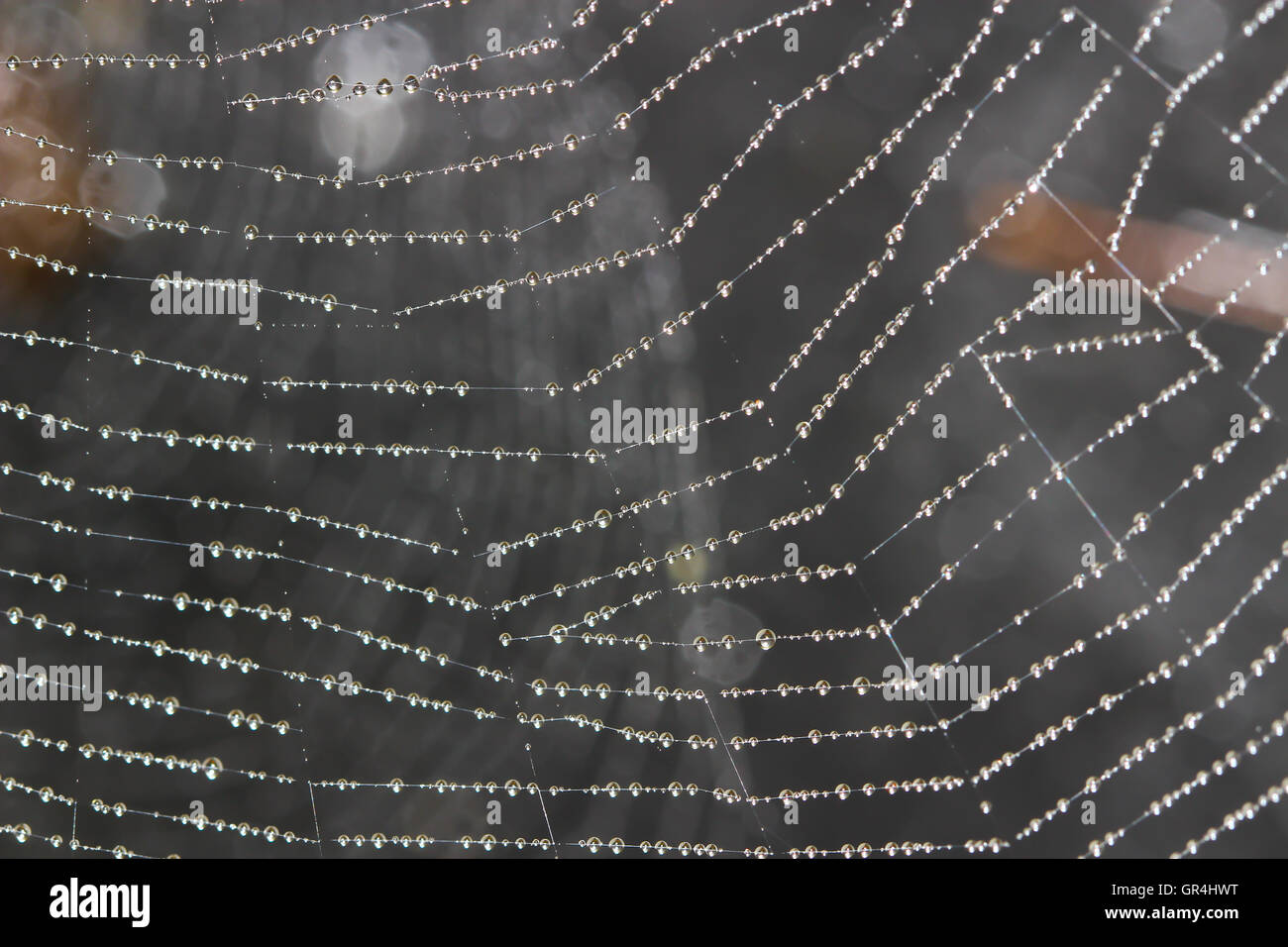 Spider Web Covered with Sparkling Dew Drops Stock Photo - Alamy