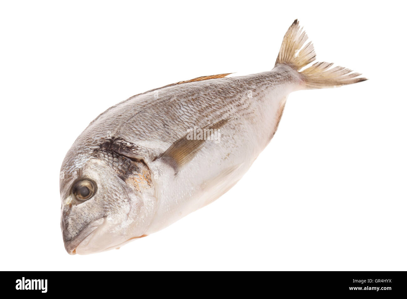 Dorado fish isolated on white background Stock Photo - Alamy