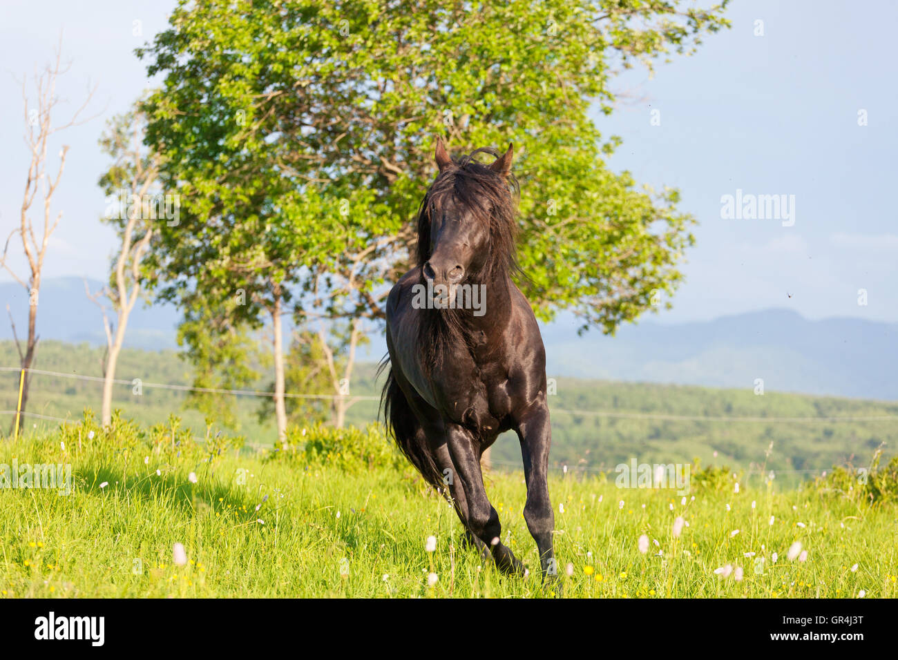 Arab racer runs on a green summer meadow Stock Photo - Alamy