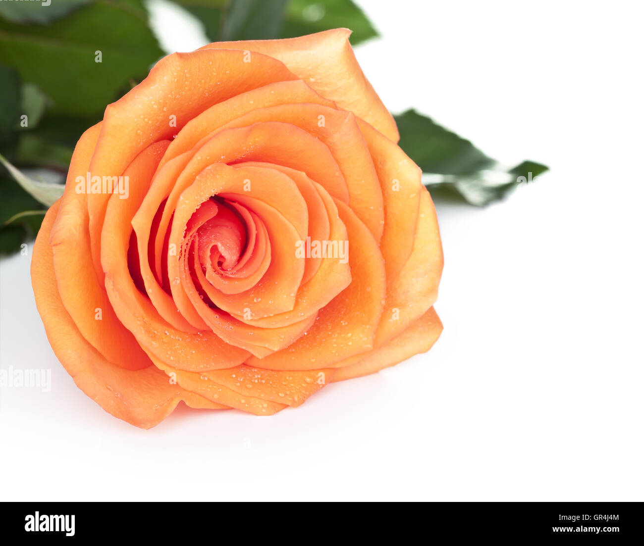 Single stem tea rose hi-res stock photography and images - Alamy
