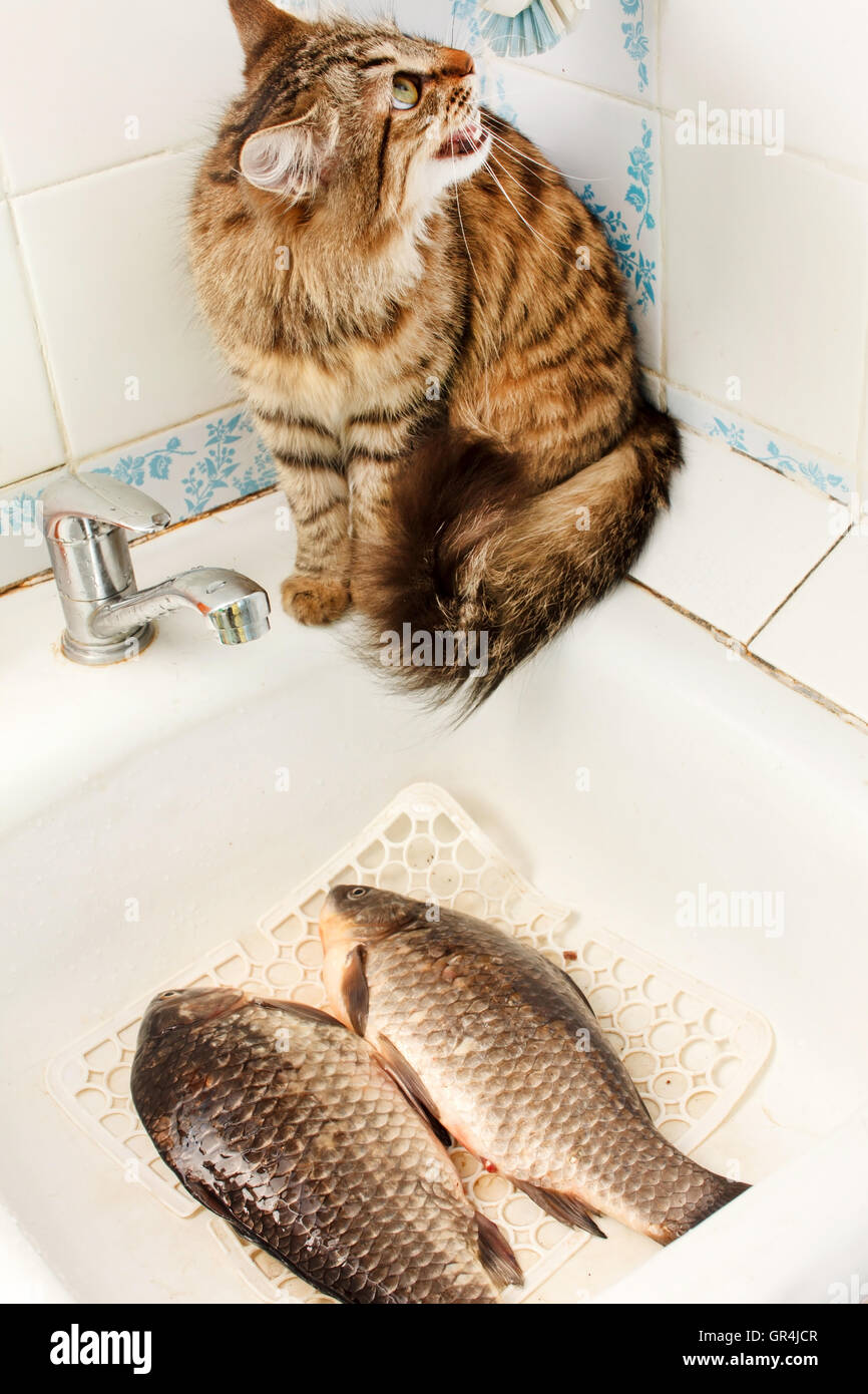 cat and fish Stock Photo - Alamy