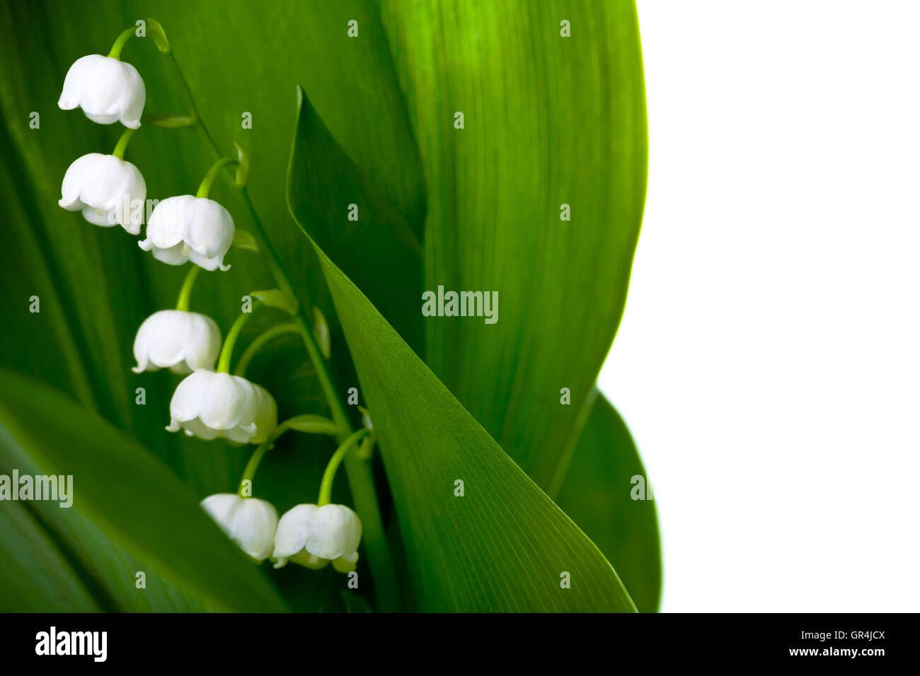 Lily bell hi-res stock photography and images - Alamy