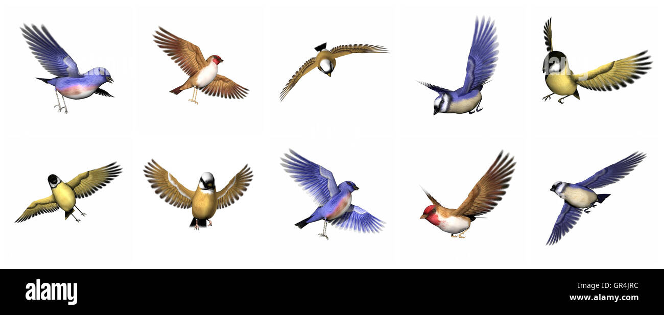 Set of finch birds - 3D render Stock Photo - Alamy