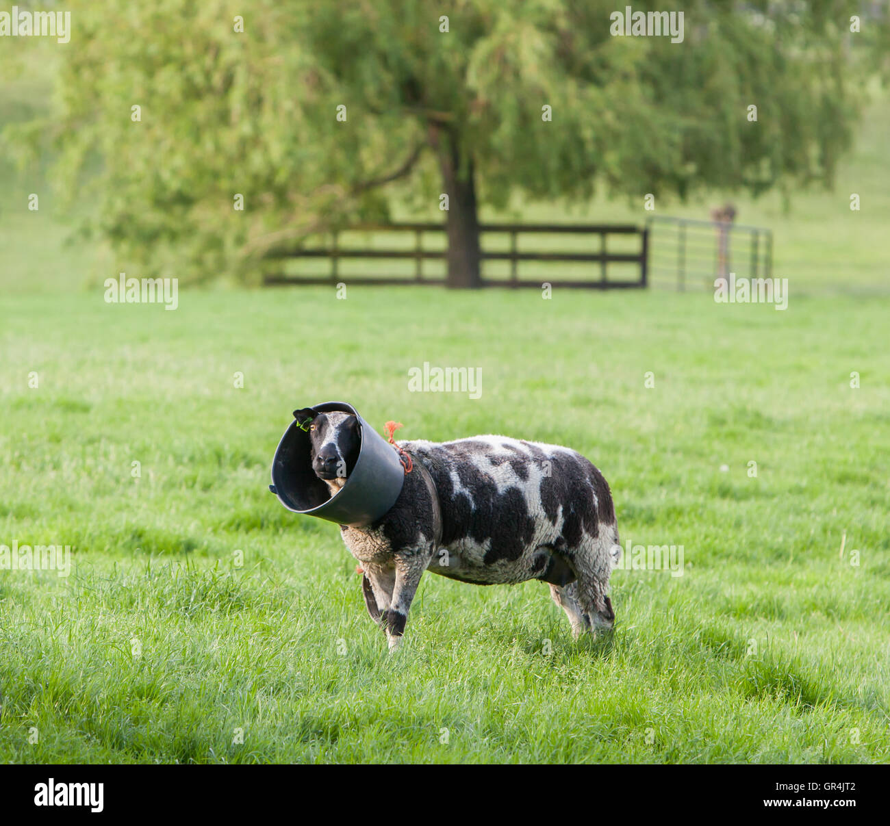 Sheep with a bucket on it's head Stock Photo - Alamy