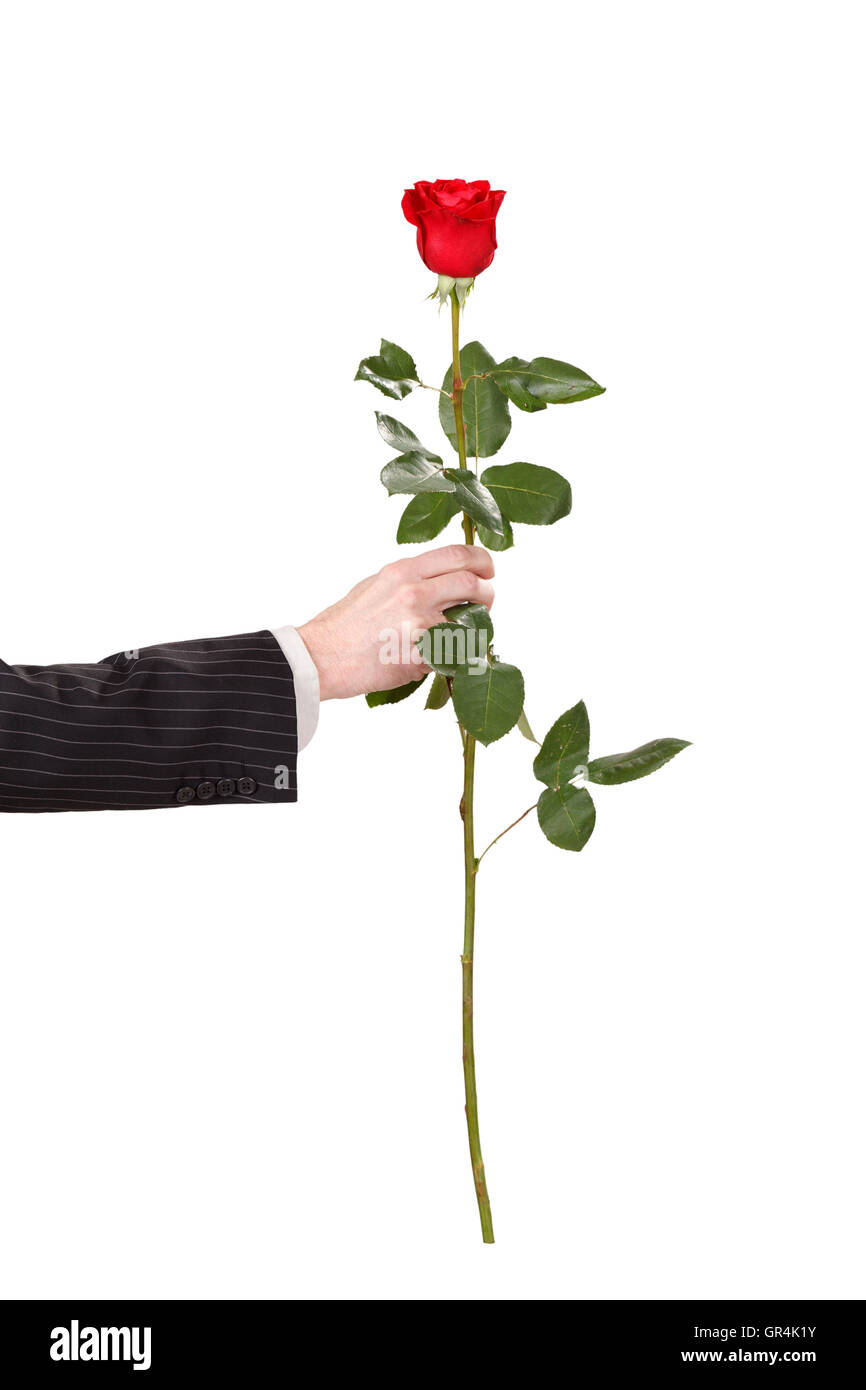 red rose in the hand Stock Photo - Alamy