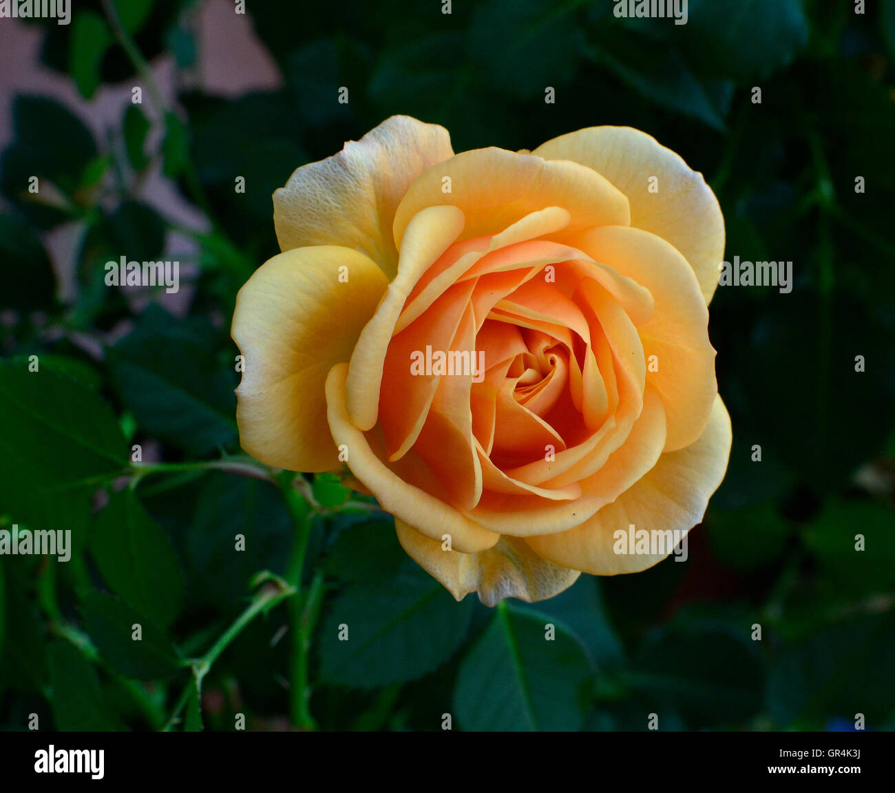 Side view orange rose hi-res stock photography and images - Alamy