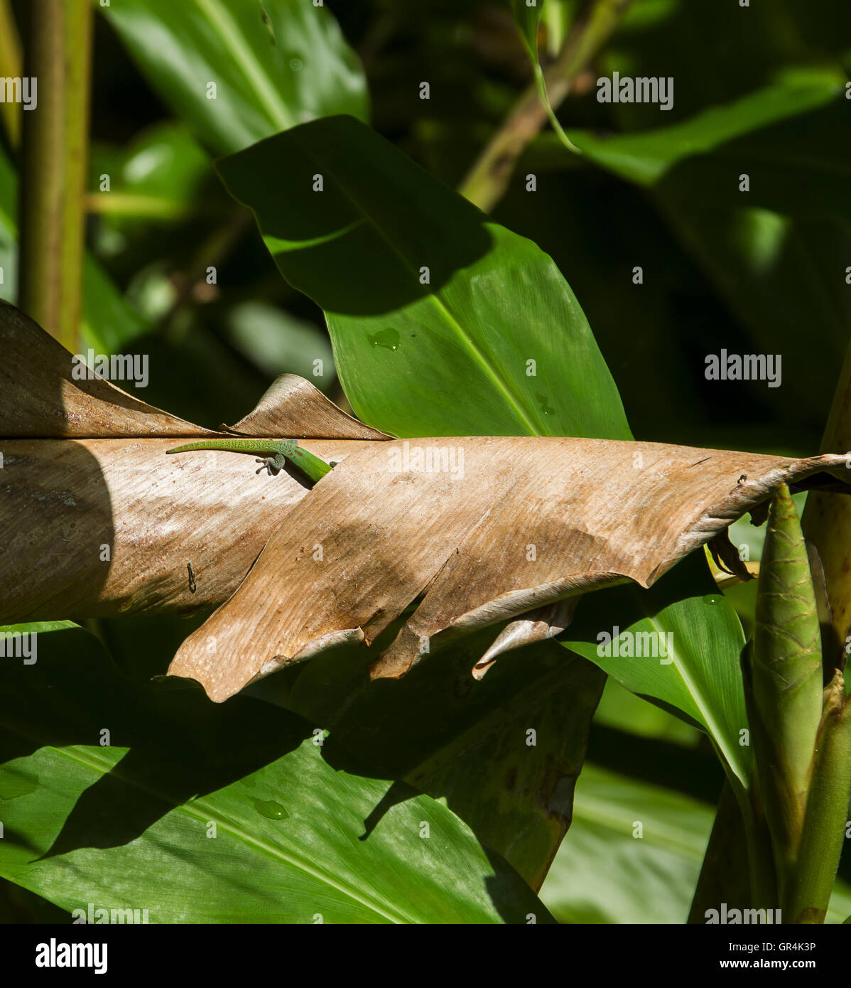 Wild animal hidding forest hi-res stock photography and images - Alamy