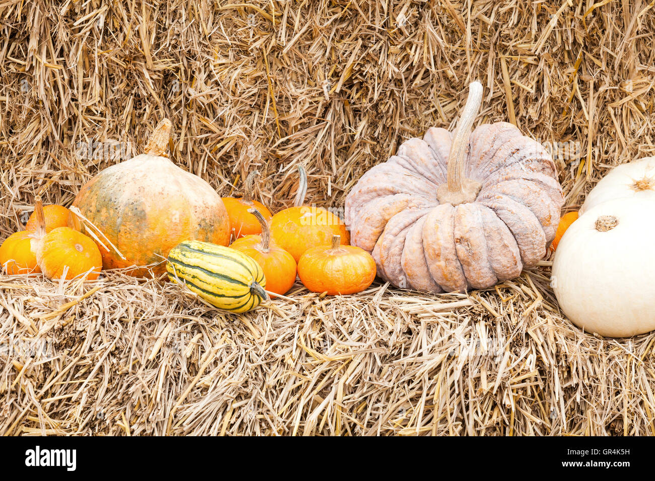 Pumpkins with different colours in the field Stock Photo - Alamy