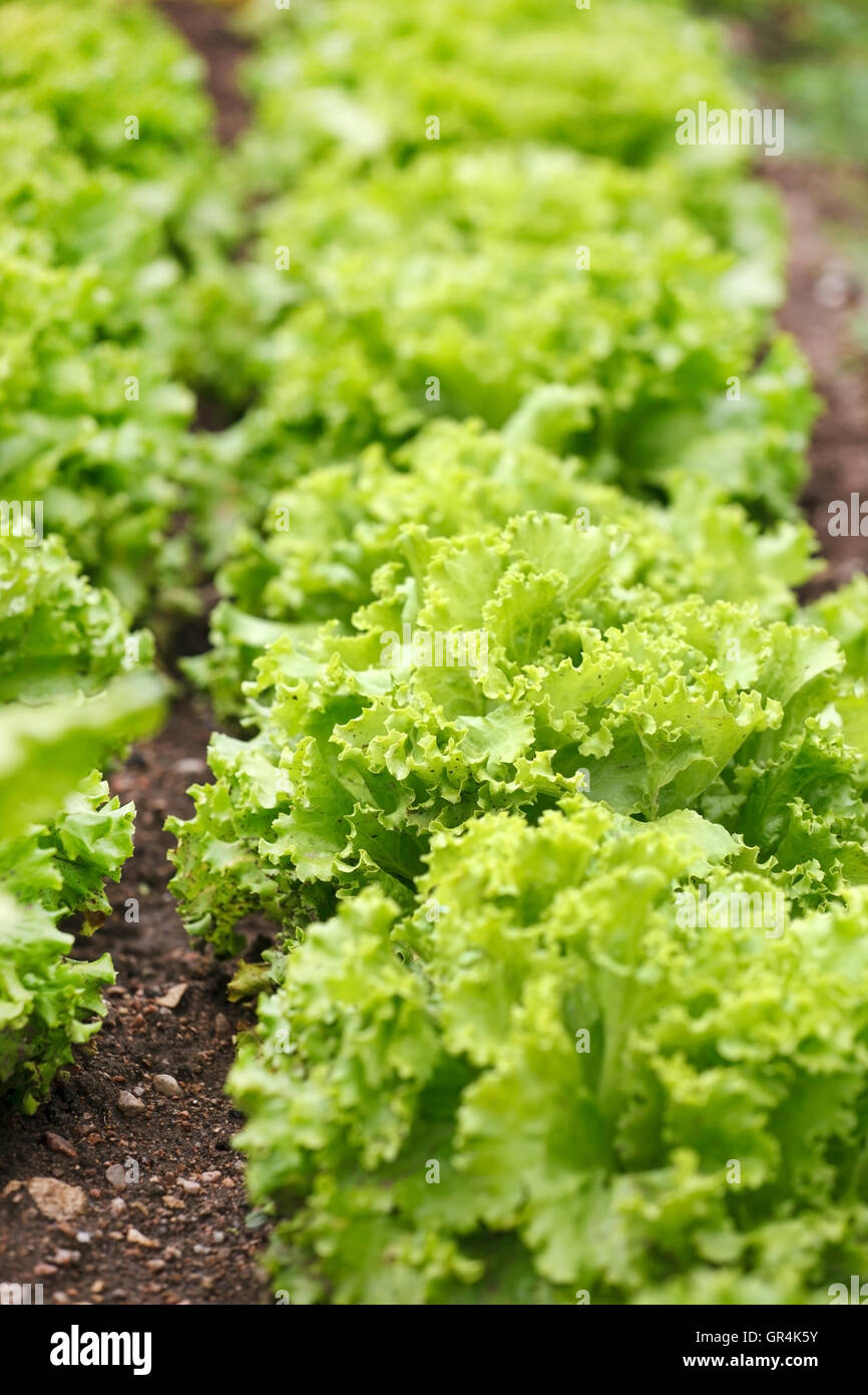 lettuce in a field Stock Photo - Alamy