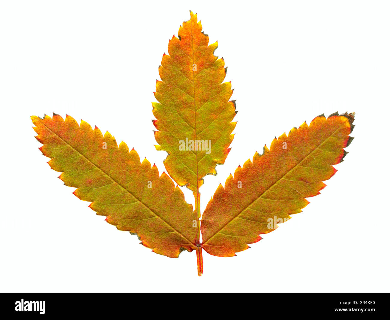Large yellow leaf Cut Out Stock Images & Pictures - Alamy