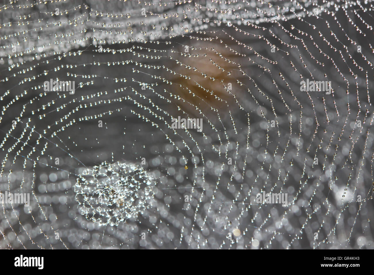 Spider Web Covered with Sparkling Dew Drops Stock Photo - Alamy