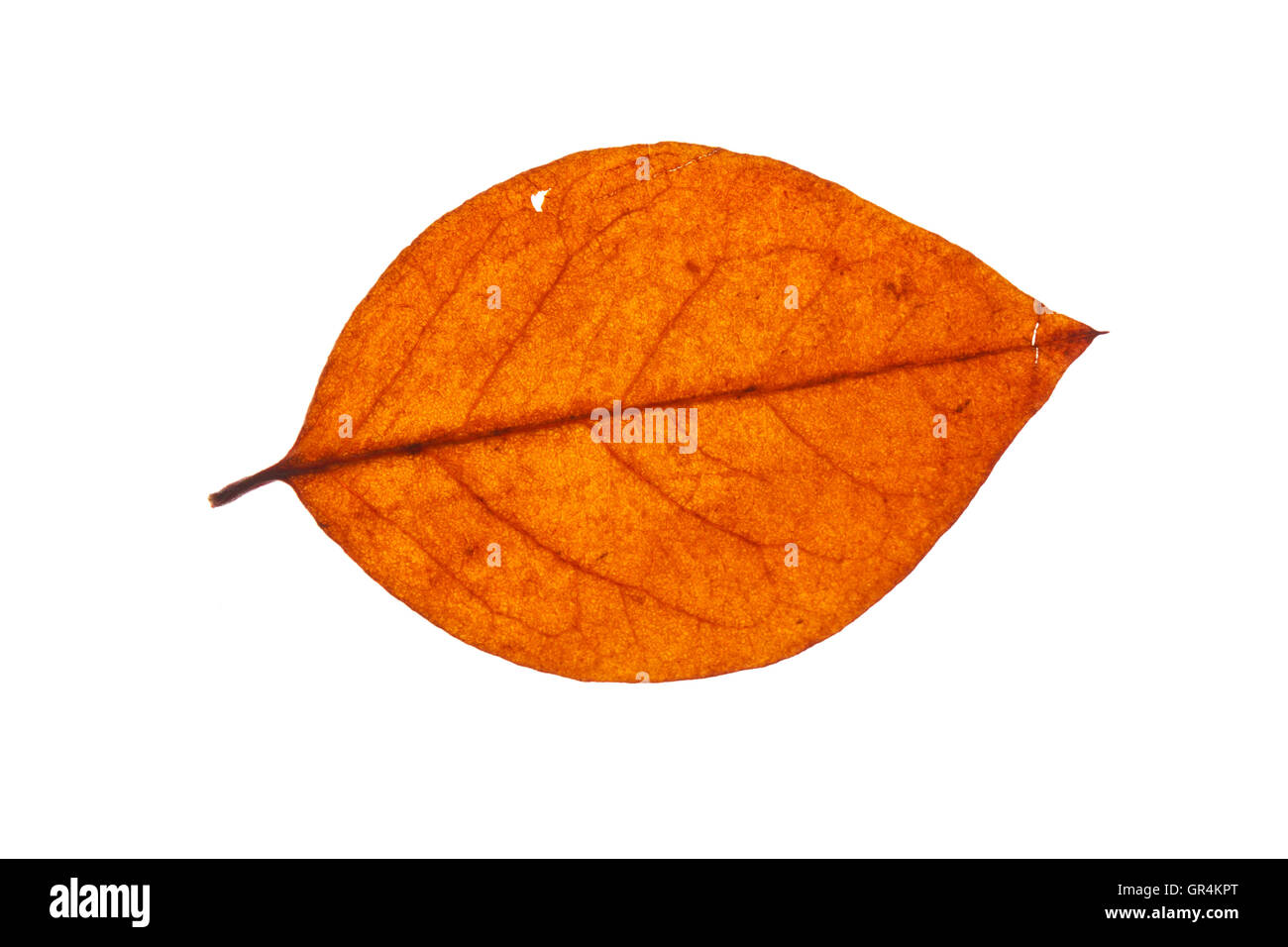autumn leaf isolated Stock Photo - Alamy
