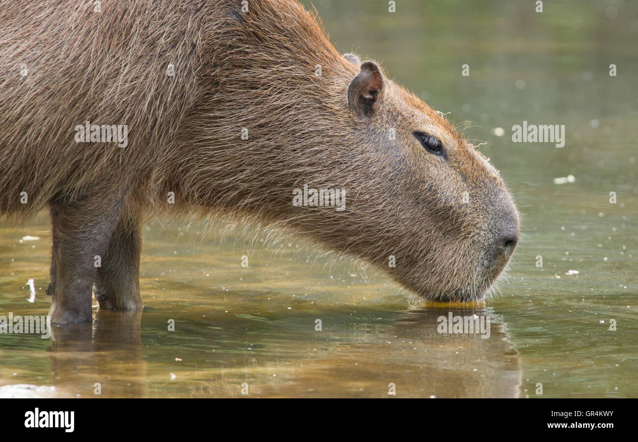 Capybara drinking at a pond Stock Photo - Alamy