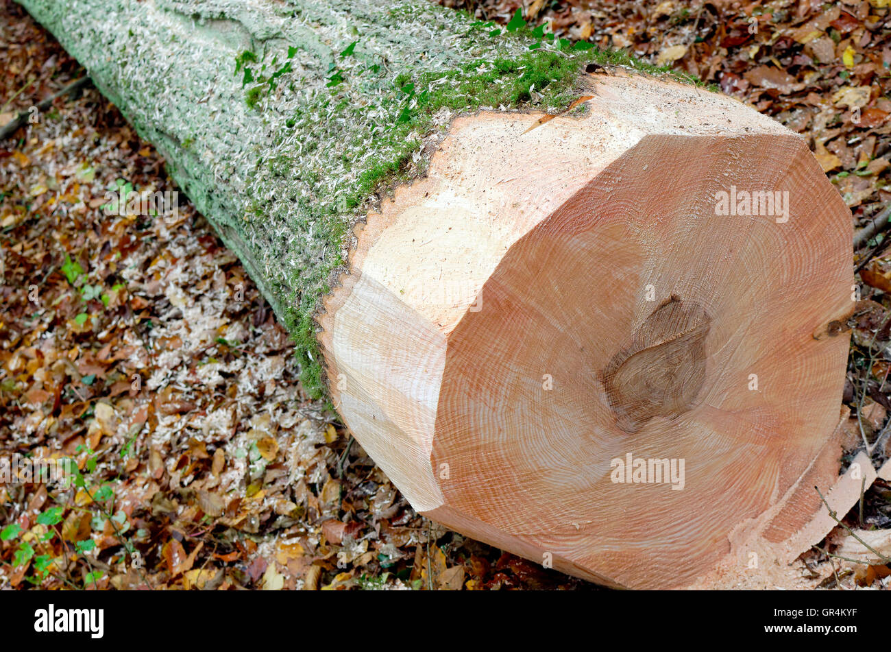 Log Bucking High Resolution Stock Photography and Images - Alamy