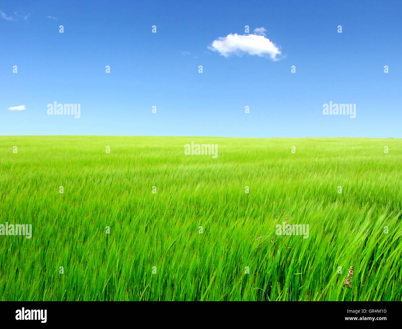 summer field landscape Stock Photo - Alamy