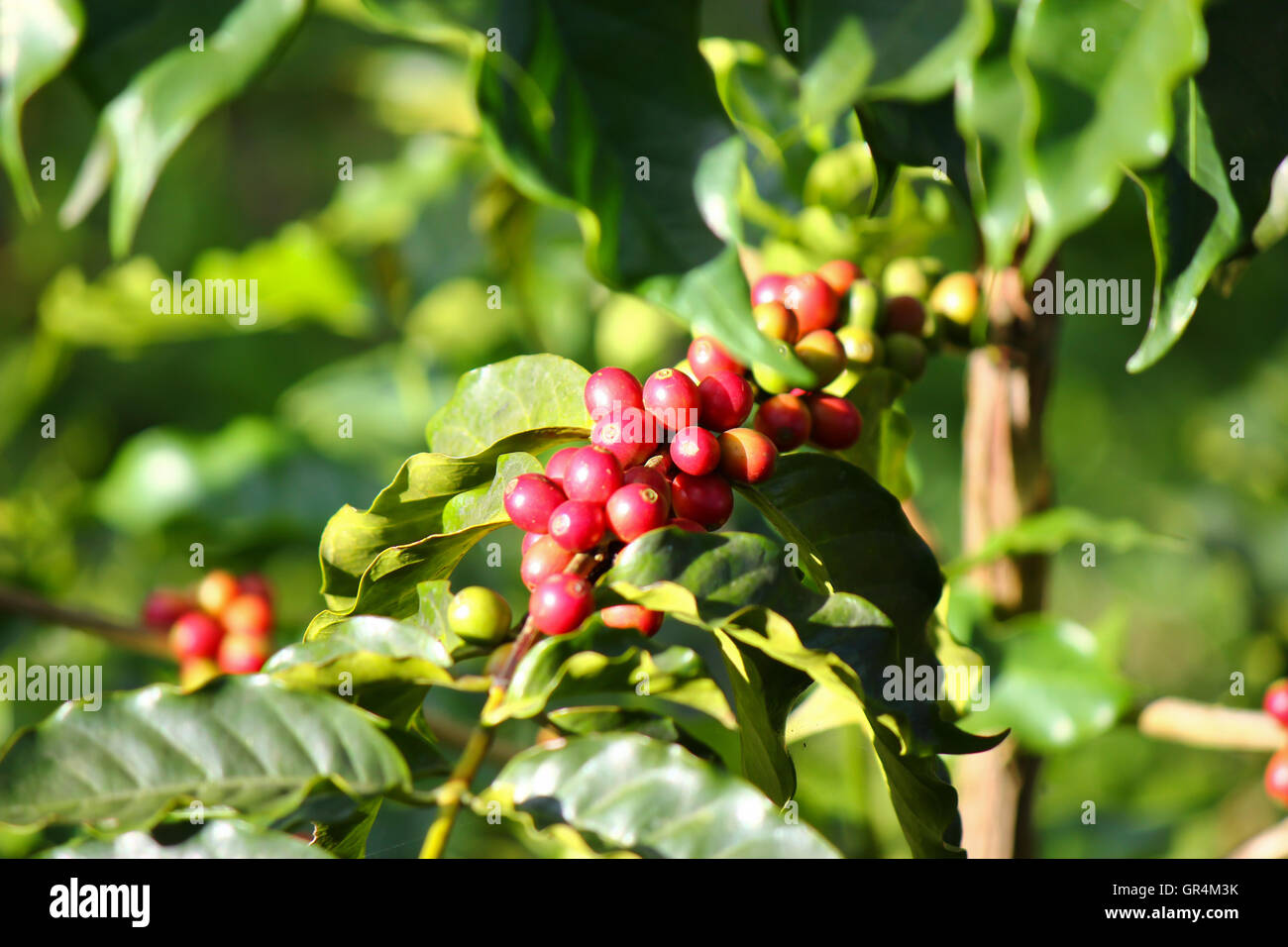 Coffee tree with ripe berries on farm Stock Photo - Alamy