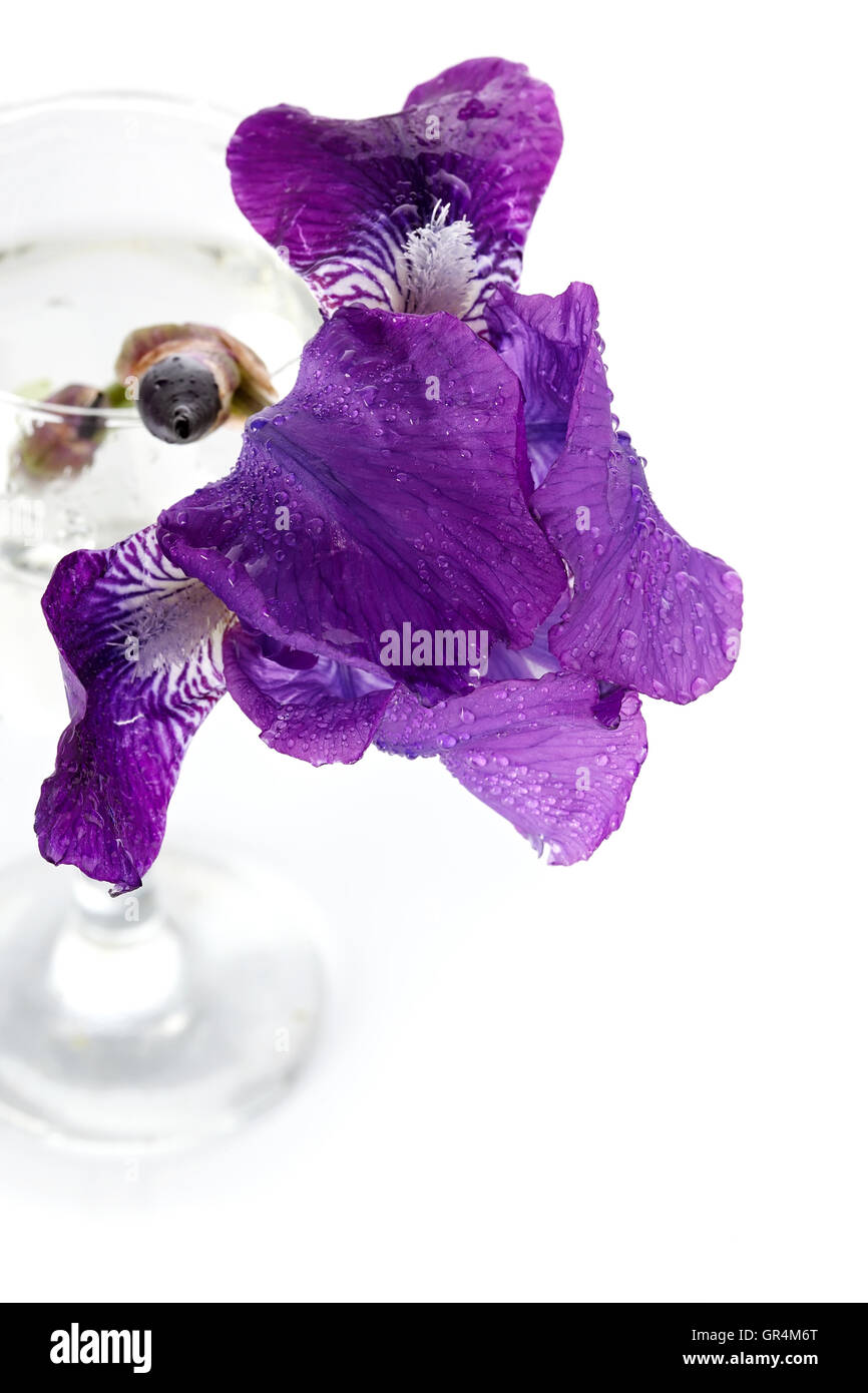 Iris flower bud macro Cut Out Stock Images & Pictures - Alamy