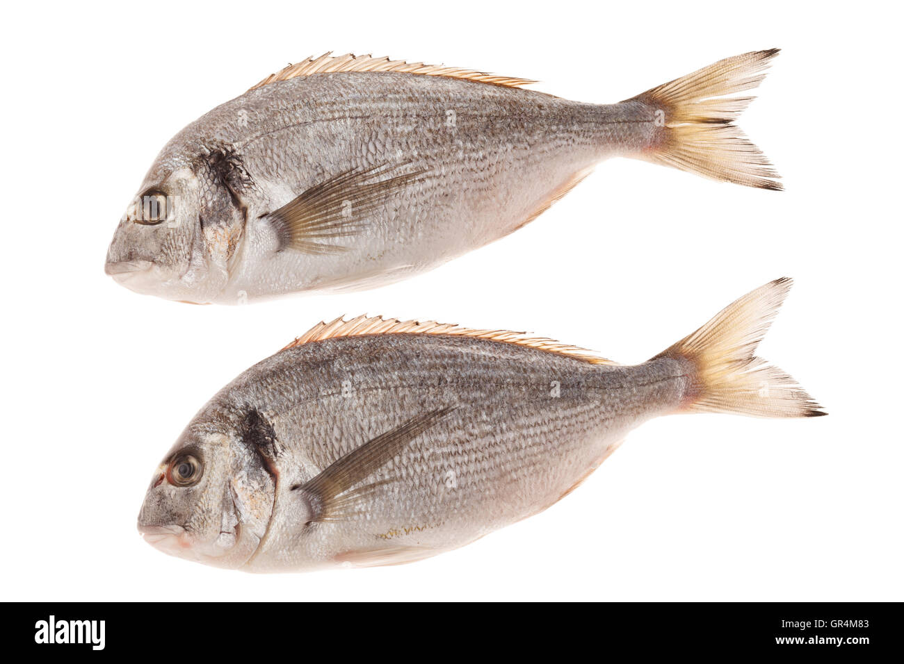 Dorado fish isolated on white background Stock Photo - Alamy