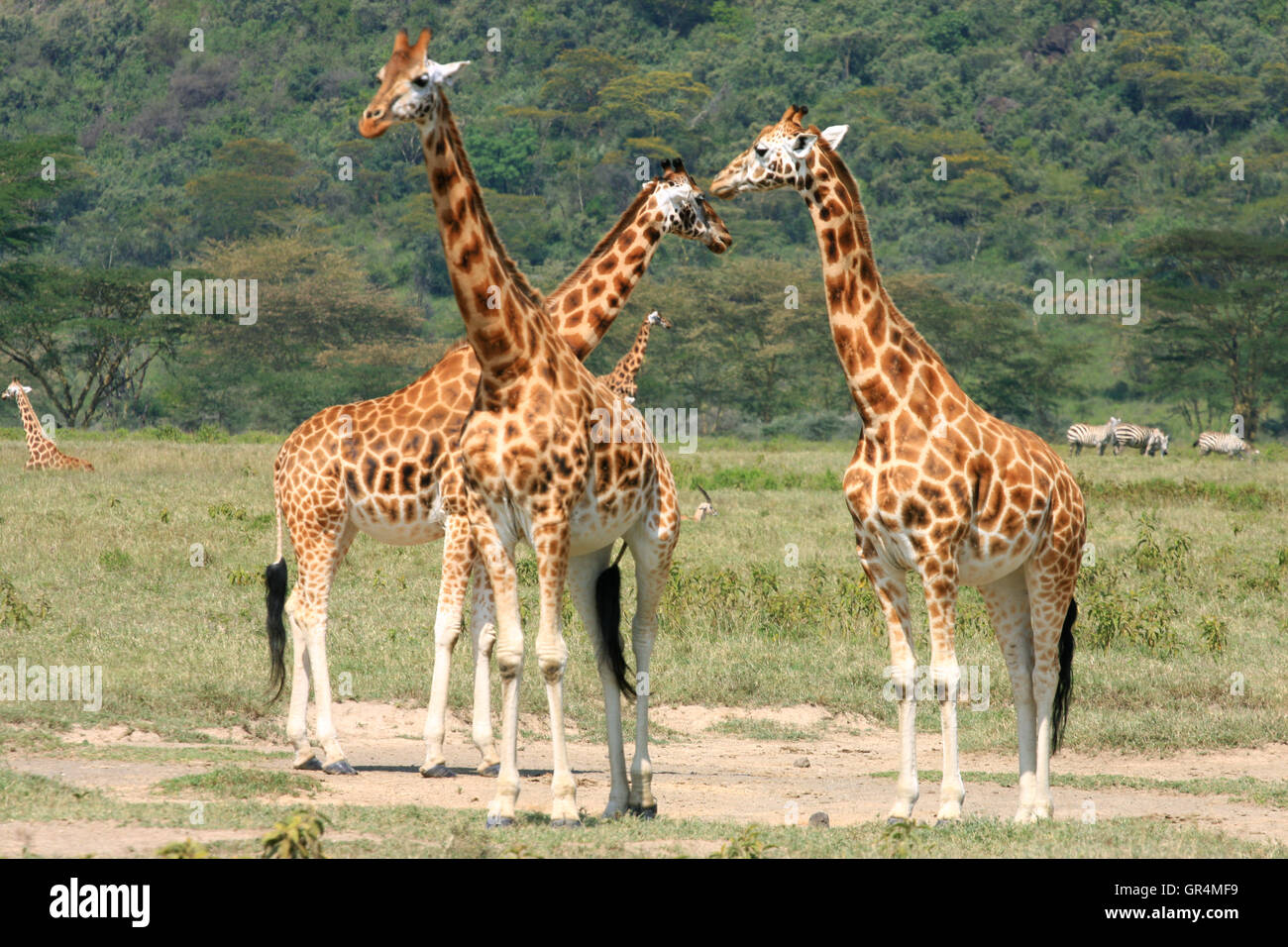 Giraffe day hi-res stock photography and images - Alamy