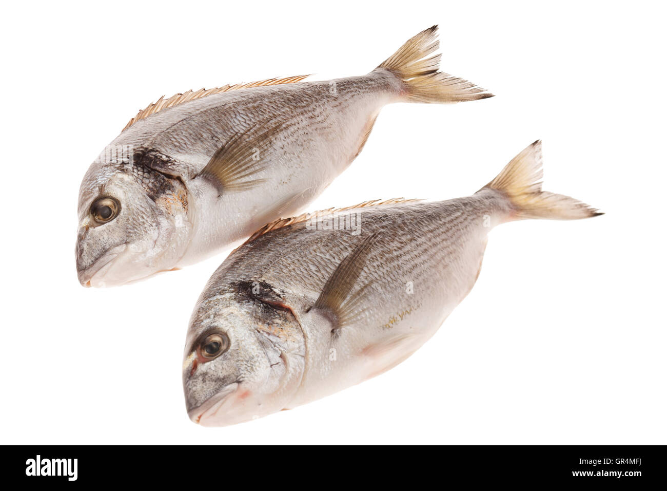 Dorado fish isolated on white background Stock Photo - Alamy
