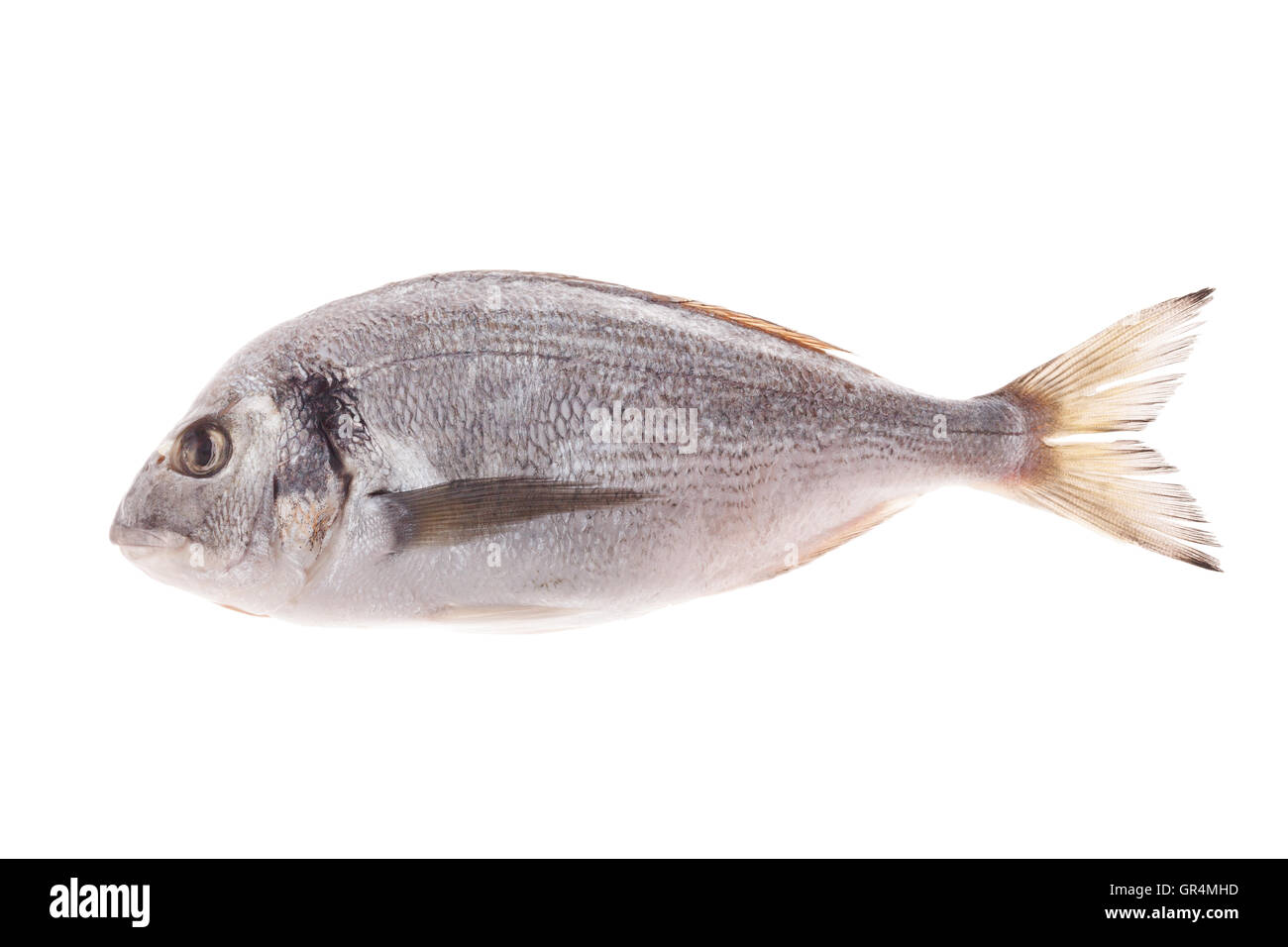 Dorado fish isolated on white background Stock Photo - Alamy