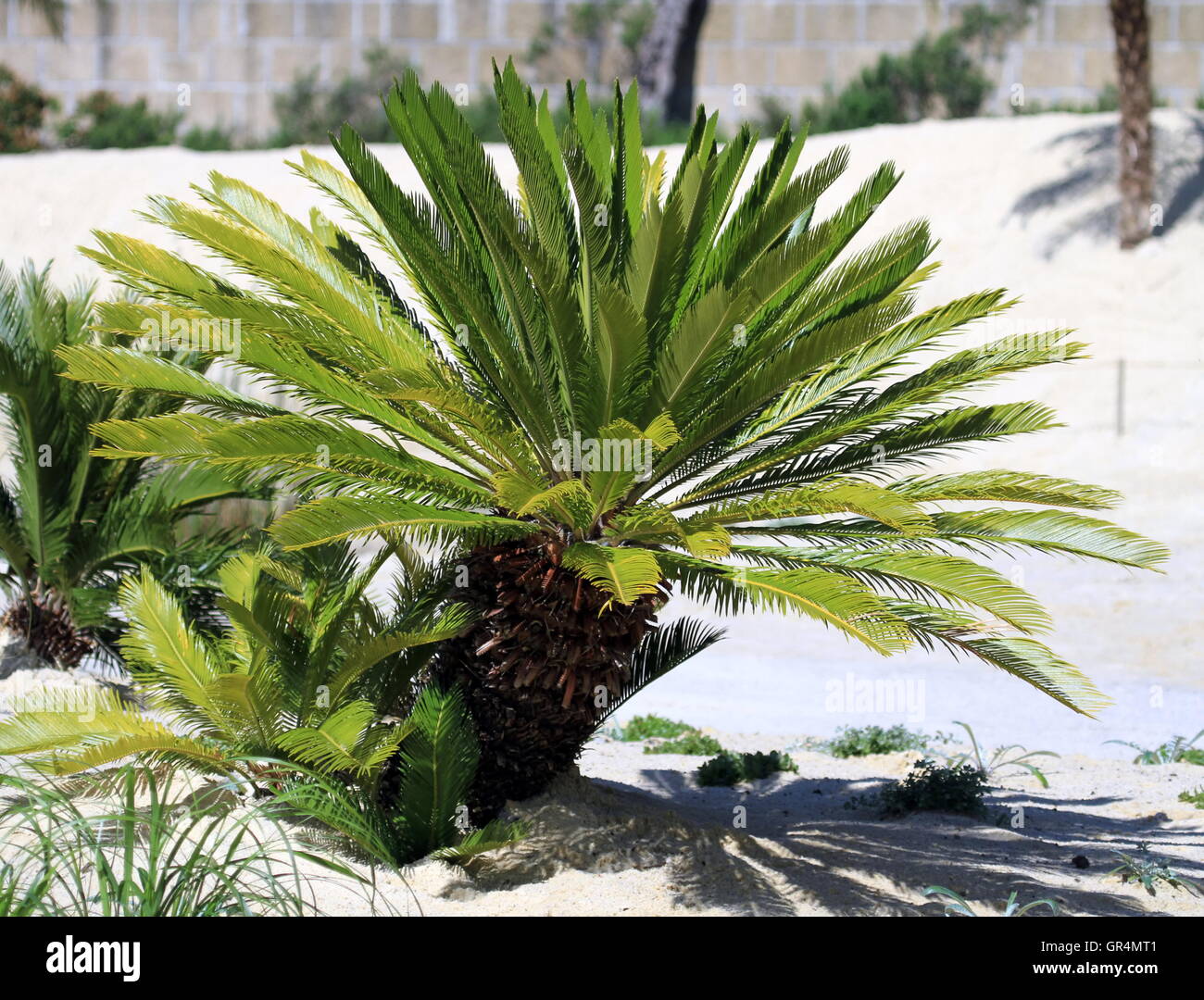 Cycas revoluta - king sago - sago cycad - Japanese sago palm Stock ...
