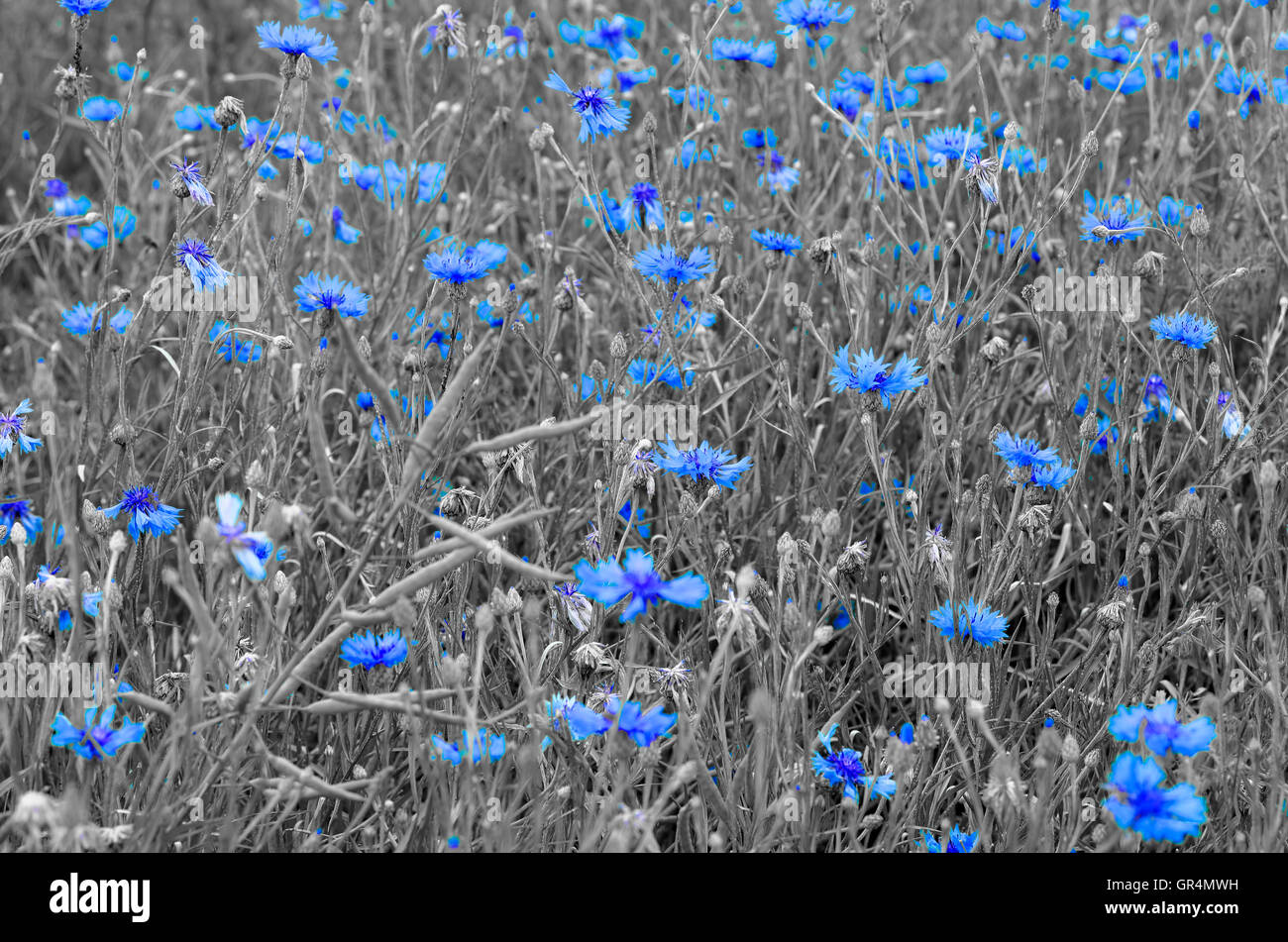 Bloom cornflower hi-res stock photography and images - Alamy