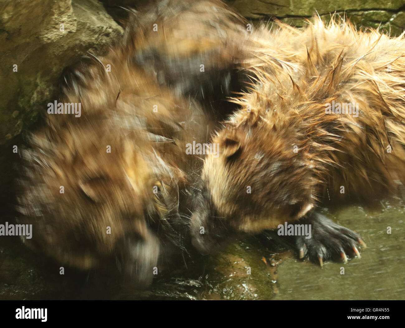 A blurred action photo of one wolverine attacking another Stock Photo ...