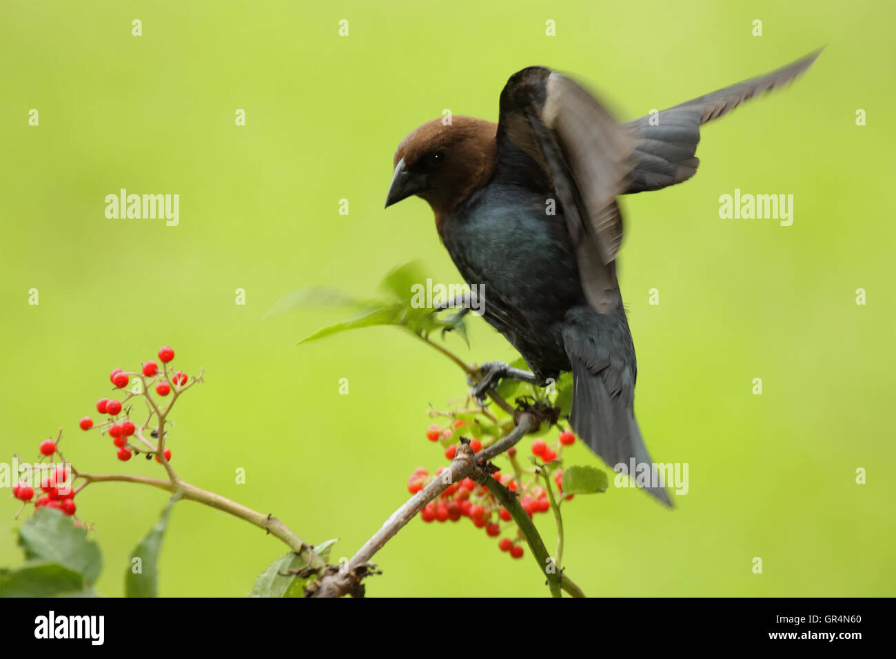 Brown headed cowbird flying hi-res stock photography and images - Alamy