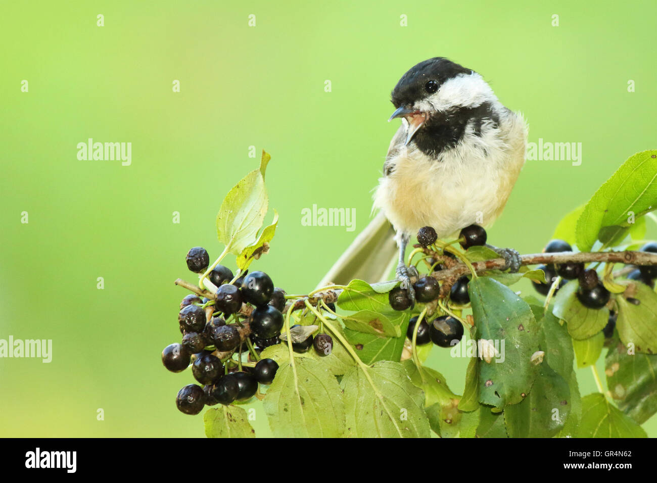 A Black-capped Chickadee calling from among purple berries Stock Photo ...